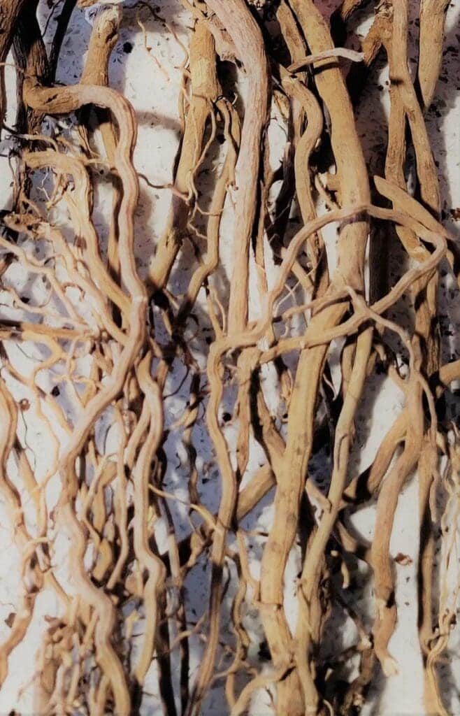 Raw Dried Roots - Fiji Vanua Kava