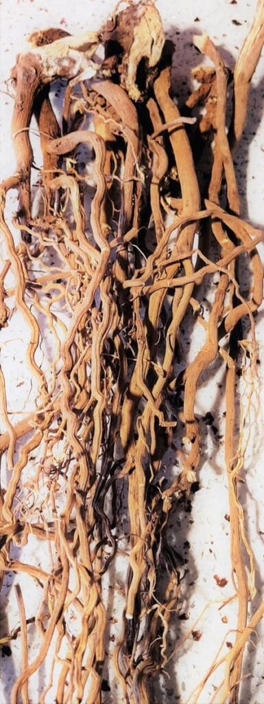 Raw Dried Roots - Fiji Vanua Kava