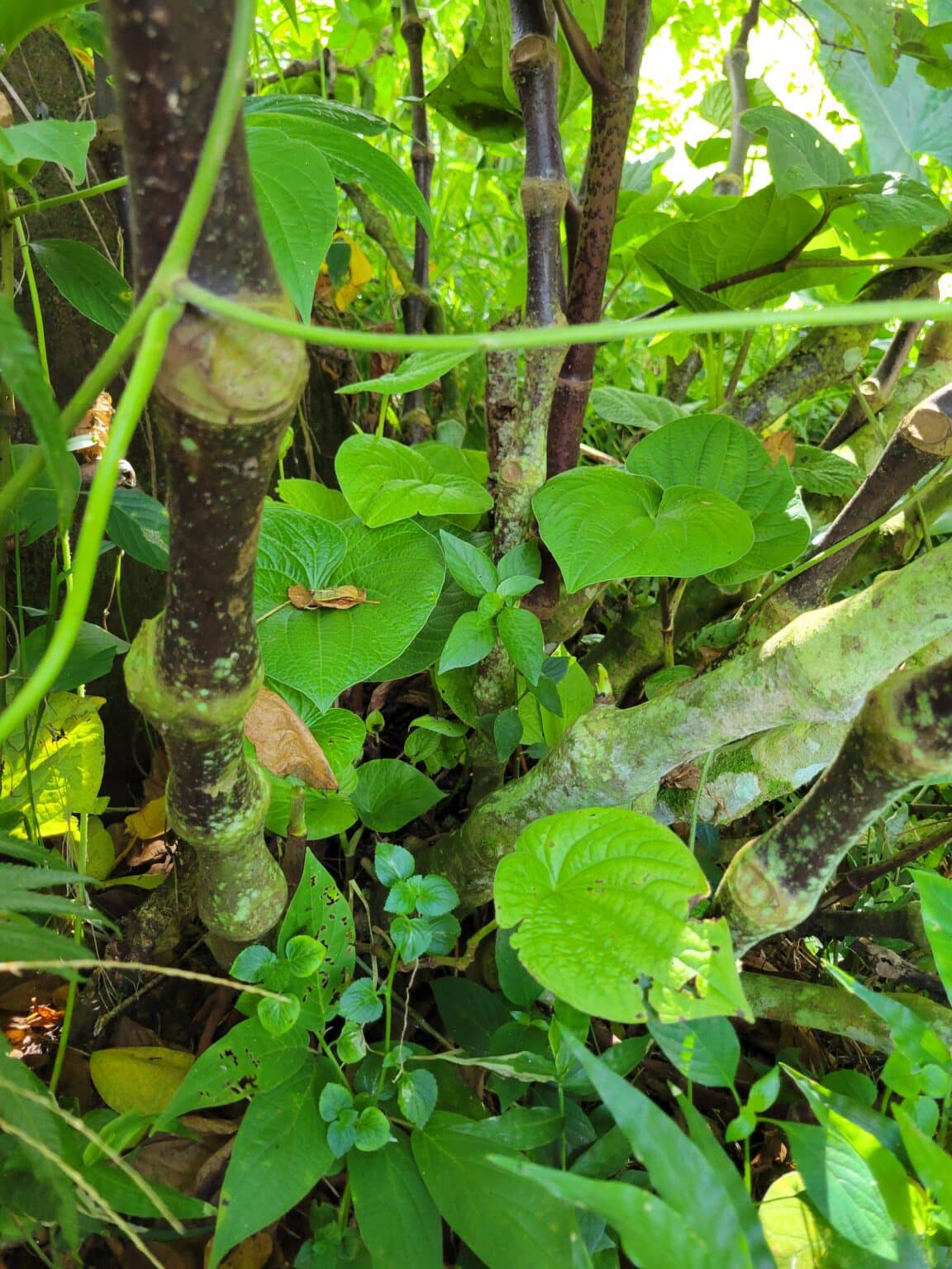 Origins of Kava: Exploring History, Cultural Significance, and Benefits ...