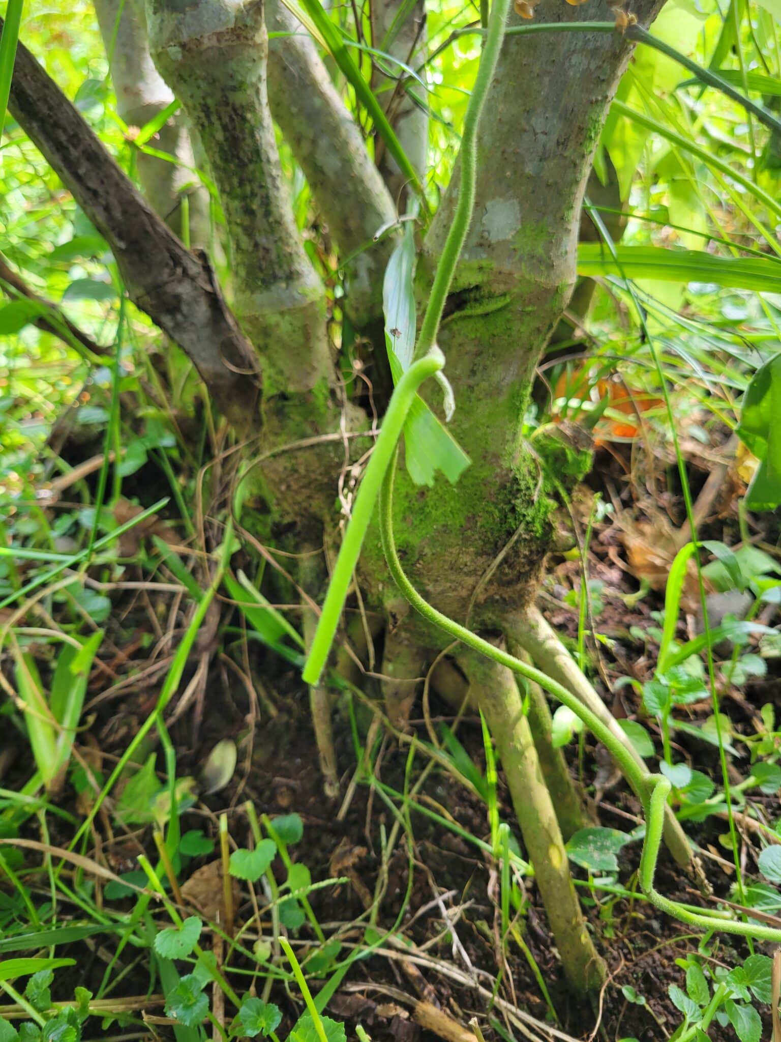 Origins of Kava: Exploring History, Cultural Significance, and Benefits ...